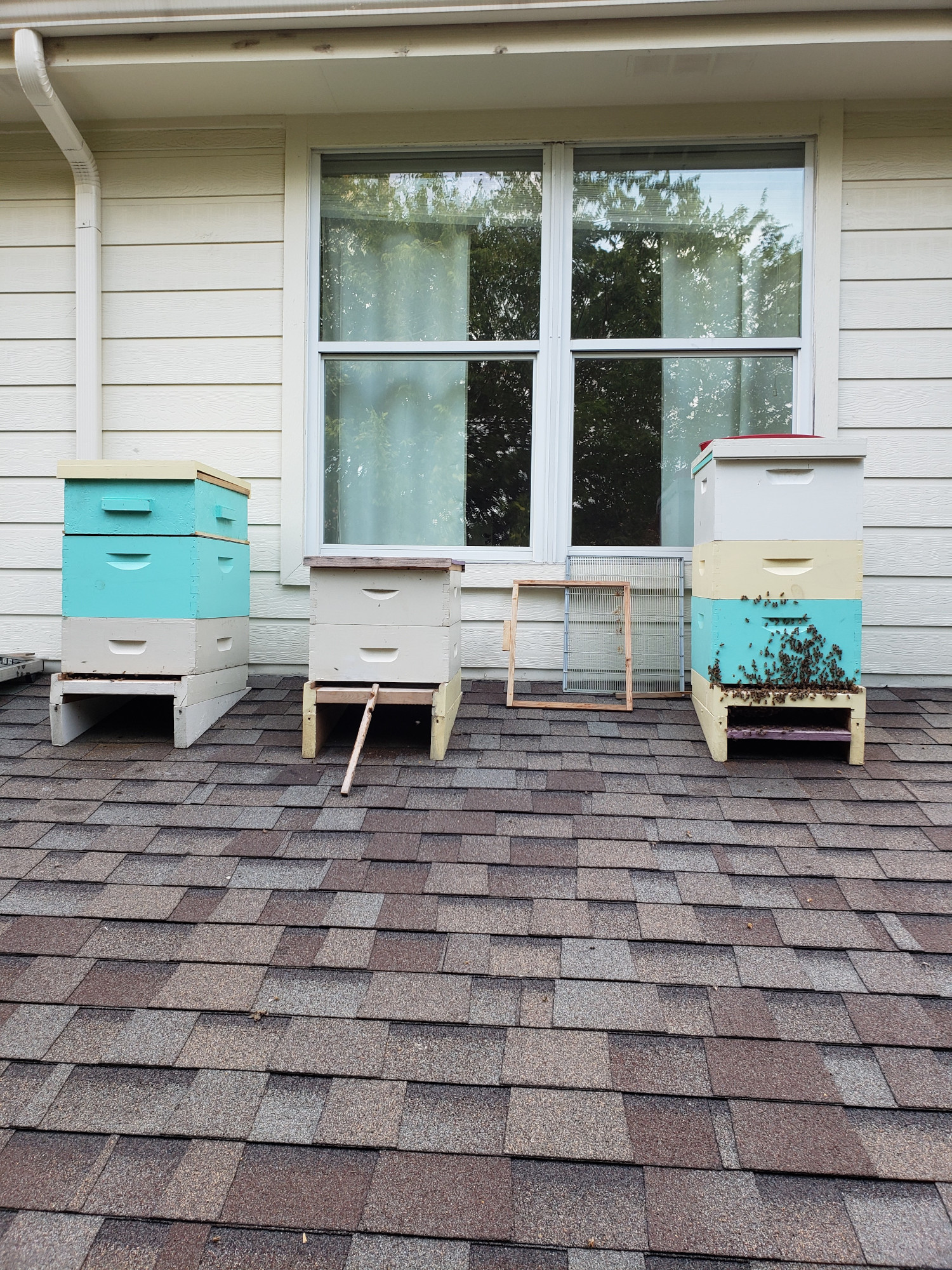 Texas Beekeeping 101